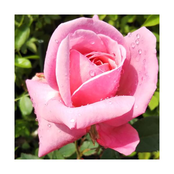 花名は「芸術的手腕」を意味し夏でも良く咲く強健な多花性品種である。品種名：アーティストリー Artistry系統：ハイブリッドティーローズ 樹高：1.3〜1.5m形状：横張り性棘：少ない花期：四季咲き花色：コーラルピンク花弁数：約30花径：...