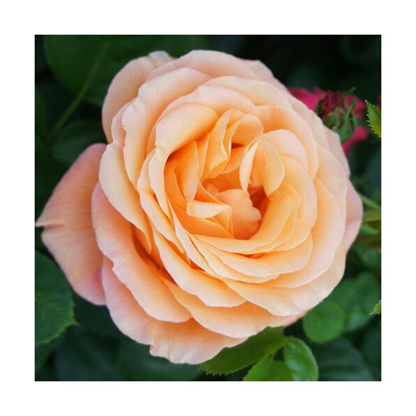 淡いオレンジから弁先に赤みを帯びるピンクが入る。花色の輝きに見とれてしまう。香りはマイルドな中香。品種名：イビザ Ibiza系統：ハイブリッドティーローズ 樹高：0.6〜0.8m形状：直立性棘：中程度花期：四季咲き花色：淡いオレンジ弁先に赤...