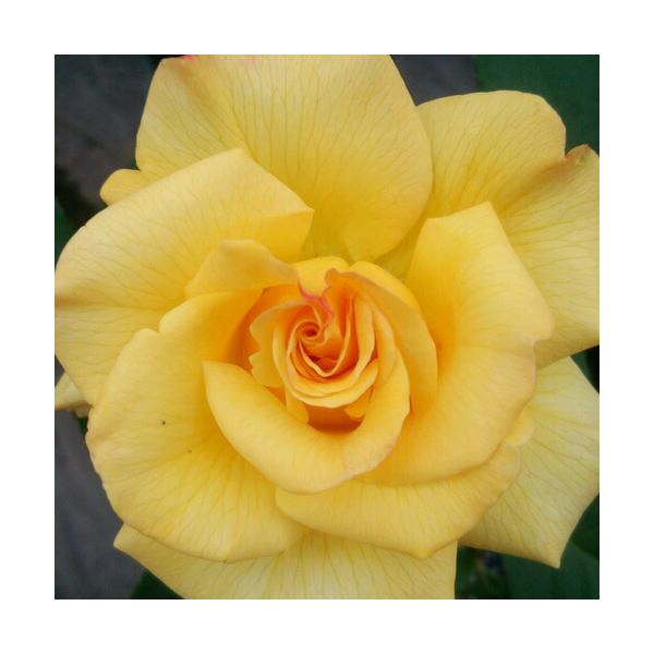 濃い黄で剣弁高芯咲きの大輪。咲くに従いレモンイエローに色が変化をする。 品種名：マルタ Malta系統：ハイブリッドティーローズ 樹高：1.0〜1.3m形状：直立性棘：少ない花期：四季咲き花色：黄花弁数：30〜40花径：12〜15cm咲き方...