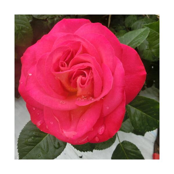 外弁クリームで、内弁ローズピンクの複色。中心は黄を帯びる。品種名：コルフ Corfu系統：ハイブリッドティーローズ 樹高：1.0〜1.2m形状：直立性棘：少ない花期：四季咲き花色：ローズピンク花弁数：40〜50花径：10〜12cm咲き方：半...