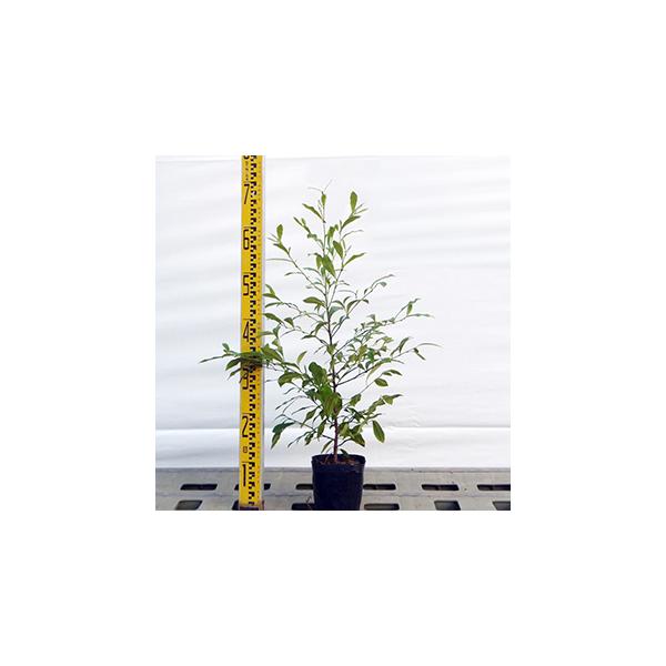 高さ:20cm〜50cm(発送時期により変わります)12cmポット■メール便不可：4本まで同梱可能学　名　：Magnolia figo (Lour.) DC. 'Port Wine'科・属名：モクレン科・オガタマ属原産国　：中国樹　高　：３...