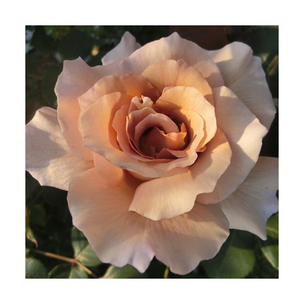 大輪『ジュリア』の枝変わりで、花枝は垂直に優しく伸びる。優雅でシックな花色。品種名：CLジュリア CL Julia系統：つる性 樹高：2.0〜2.5m形状：つる性棘：中程度花期：返り咲き花色：淡いブラウン花弁数：約25花径：約10cm咲き方...