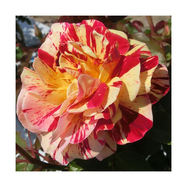 赤と淡い黄の絞りの花は、人目を惹きつける。葉は濃い緑で強健。品種名：ジョージバーンズ George Burns系統：フロリバンダローズ 樹高：0.6〜0.8m形状：半横張り性棘：多い花期：四季咲き花色：赤と淡い黄の絞り花弁数：20〜25花径...