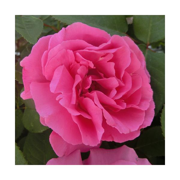 濃いピンクの半八重咲き。花弁の付け根は白。棘は殆どなく葉は明るい緑色で強健種。『キャスリーンハロップ』の枝変わり品種。性質も似ている。品種名：ゼフィリーヌドルーアン Zephirine Drouhin系統：半つる性 ブルボンローズ 樹高：1...