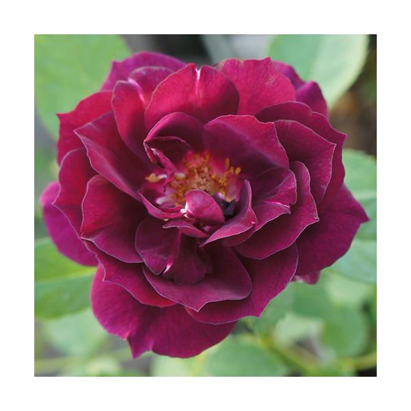 シックでインパクトのある美しいバラ。 咲き進むと紫が更に神秘的になる。春と秋では色あいが異なる面白さがある。軽やかなスパイスの香りがある。品種名：ミッドナイトブルー Midnight Blue系統：半つる性 シュラブローズ 樹高：0.8〜1...