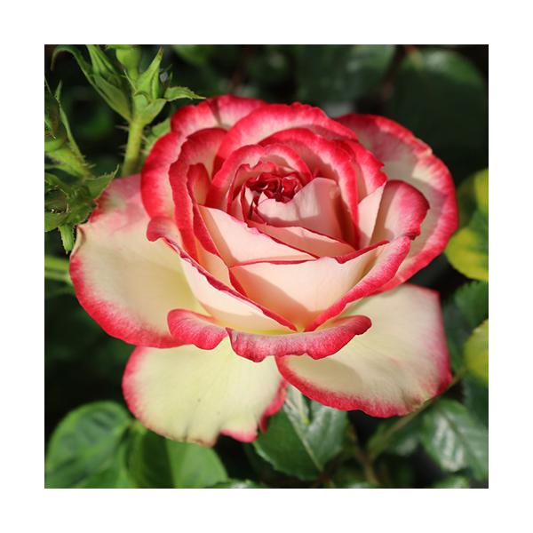 白にチェリーレッドの縁取りが入る覆輪。葉も濃い緑で光沢があり耐病性がある。品種名：モーリシャス Mauritius系統：ハイブリッドティーローズ 樹高：1.0〜1.3m形状：直立性棘：少ない花期：四季咲き花色：白に赤の覆輪花弁数：30〜40...