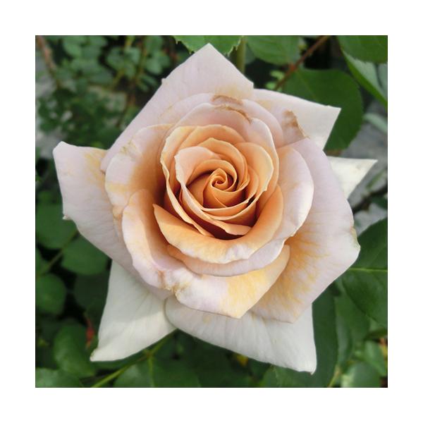 辛子色から茶色に変化する珍しい色合いの花。花弁は厚く弁外に赤みがかかることがある。葉は半光沢で株は育てやすい。１輪〜数輪の房咲きになる。品種名：ハニーディジョン Honey Dijon系統：ハイブリッドティーローズ 樹高：1.0〜1.2m形...