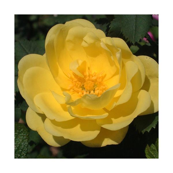 目の覚めるような鮮やかなソフトな黄色で、早咲き品種。非常に多花性で株に咲き誇る。品種名：ハリソンズイエロー Harrison’s Yellow系統：ハイブリッド・フェティダ・ローズ 樹高：約2.5m形状：つる性棘：中程度花期：一季咲き花色：...