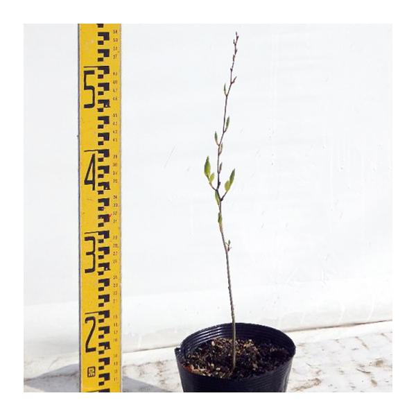 40cm〜70cm(発送時期により変わります)15cmポット■メール便不可：4本まで同梱可能クスノキ科　クロモジ属落葉小高木:　2〜7m自生地:本州(山形・宮城以西)・四国・九州雌雄異株。4月から5月にかけて、葉のわきに淡い黄緑色の小さな花...