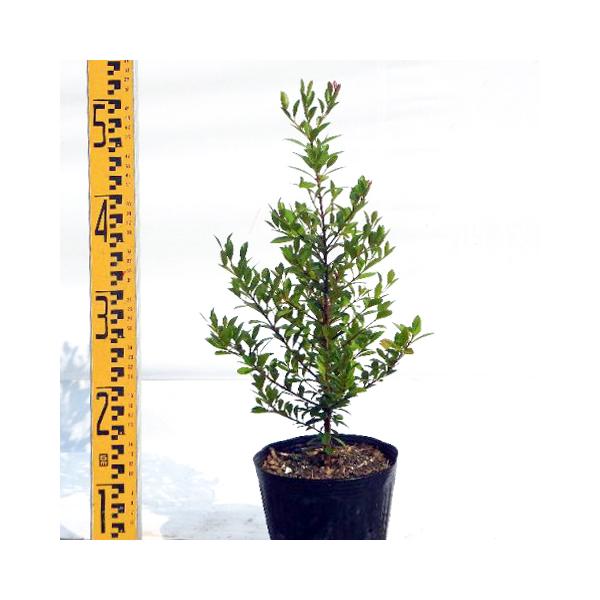 高さ:20cm〜70cm(発送時期により変わります)15cmポット■メール便不可：4本まで同梱可能アデクフトモモ科フトモモ属常緑高木：10m前後自生地：九州南部・南西諸島・小笠原日照条件：日なた耐寒性：弱(0℃まで)耐暑性：強受粉樹：不要繁...