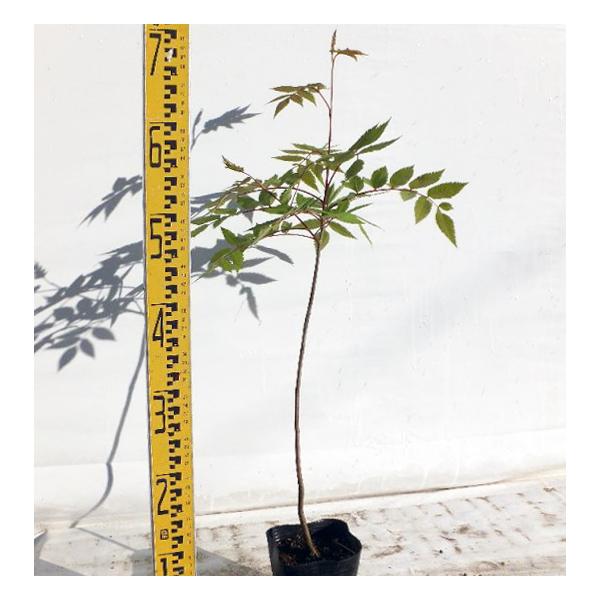 高さ:40cm〜70cm(発送時期により変わります)12cmポット■メール便不可：4本まで同梱可能バラ科　ナナカマド属落葉高木：6〜10m自生地：北海道・本州・四国・九州日照条件：日なた〜半日陰耐寒性：強耐暑性：強雌雄：同株繁殖方法：実生名...