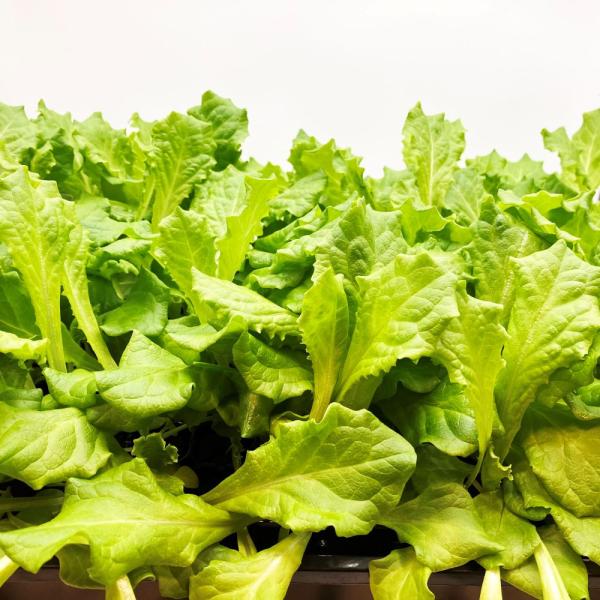 有機肥料で育てた水耕栽培専用の苗です。■メリット　(1)育苗の手間を削減　(2)失敗リスク、機会損失を軽減して成功率アップ■こんな方におすすめ　(1)導入初期　(2)違った品種も試してみたい　(3)バリエーションを増やしたい★人にも環境にも...