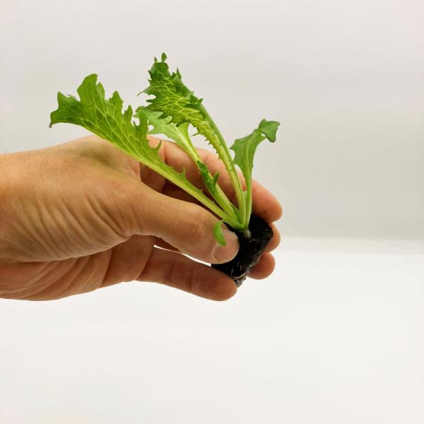 有機肥料で育てた水耕栽培専用の苗です。■メリット　(1)育苗の手間を削減　(2)失敗リスク、機会損失を軽減して成功率アップ■こんな方におすすめ　(1)導入初期　(2)違った品種も試してみたい　(3)バリエーションを増やしたい★人にも環境にも...