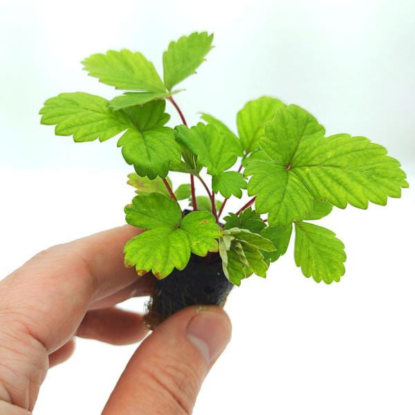 有機肥料で育てた水耕栽培専用の苗です。ワイルドストロベリーは、春から秋まで長期間にわたって収穫できるイチゴの品種です。水耕栽培用の苗1株をお届けしますので、ご家庭でイチゴの収穫を楽しむことができます。土を使わず清潔に育成できるので、家庭菜園...