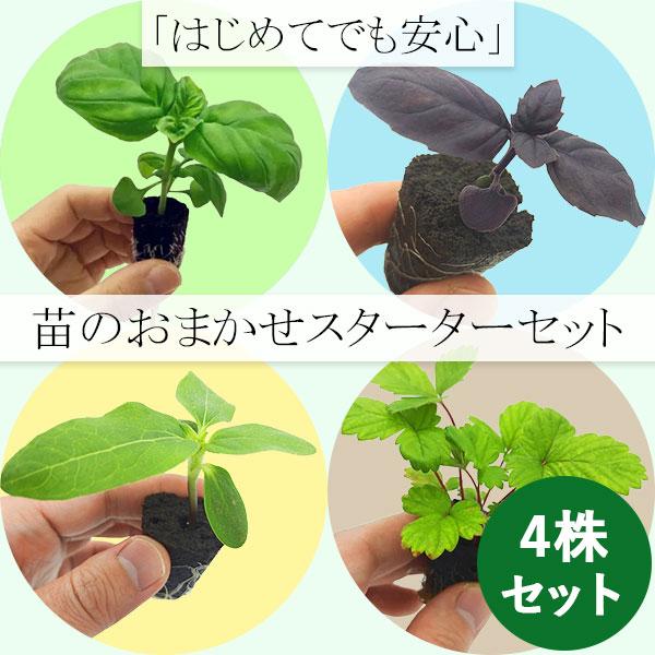 水耕栽培 苗 おまかせセット 4株｜はじめてでも安心！人気ハーブ＆葉野菜スターターセット家庭で水耕栽培を始めたい方にぴったり！人気のハーブや葉野菜を中心に、スタッフが厳選した水耕栽培専用苗4株のおまかせセットです。1株ずつ購入すると680〜...