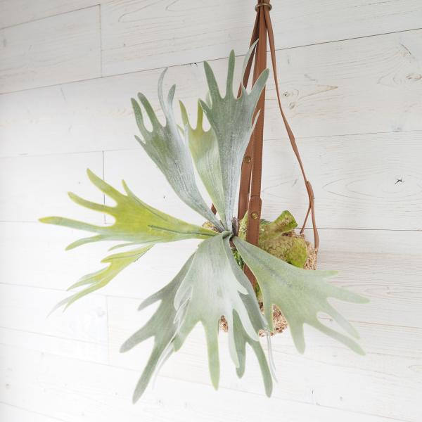 リアルな質感にこだわったフェイクグリーン「ビカクシダ（コウモリラン）」です。葉の広がりや立体感を再現し、置くだけでお部屋をおしゃれなグリーン空間に演出します。フェイクグリーンのため水やりや日当たり管理は不要。枯れる心配がなく、忙しい方や植物...