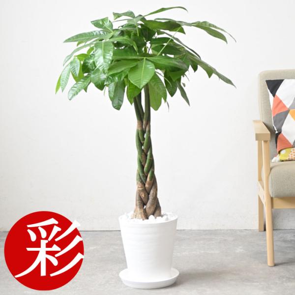 ★☆★☆ご購入前に「配送・送料について」のご案内画像を必ずご確認くださいませ☆★☆★★☆★☆立札・メッセージカードご希望のお客様へ☆★☆★「商品説明」または「商品情報をもっと見る」内に記入見本へのリンクがございます。[ラッピング無料][メッ...