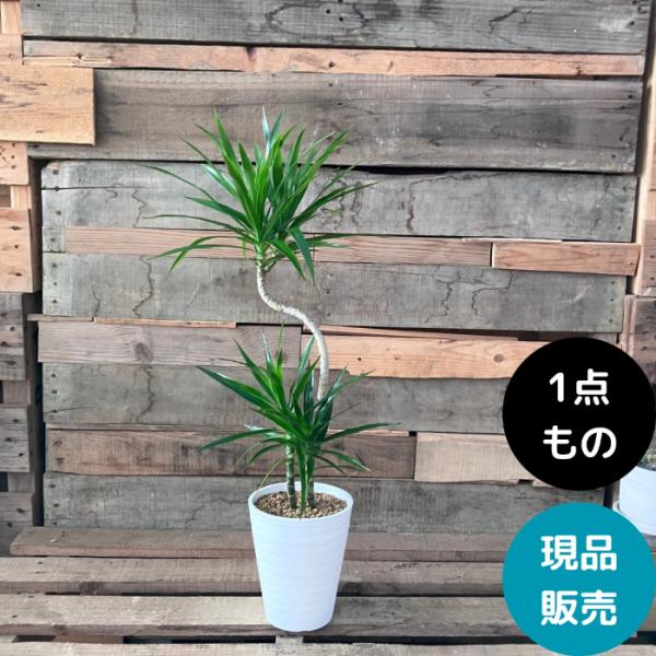 #彩植健美 #さいしょくけんび #saisyokukenbi