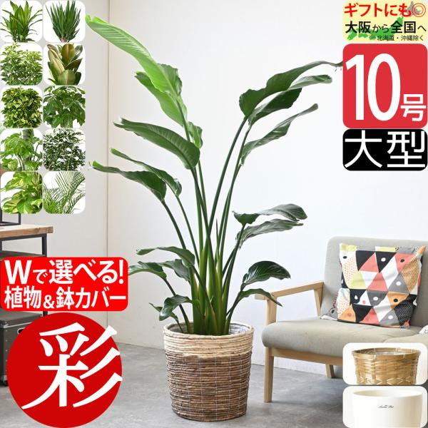 ★☆★☆ご購入前に「配送・送料について」のご案内画像を必ずご確認くださいませ☆★☆★★☆★☆立札・メッセージカードご希望のお客様へ☆★☆★「商品説明」または「商品情報をもっと見る」内に記入見本へのリンクがございます。[ラッピング無料] [メ...