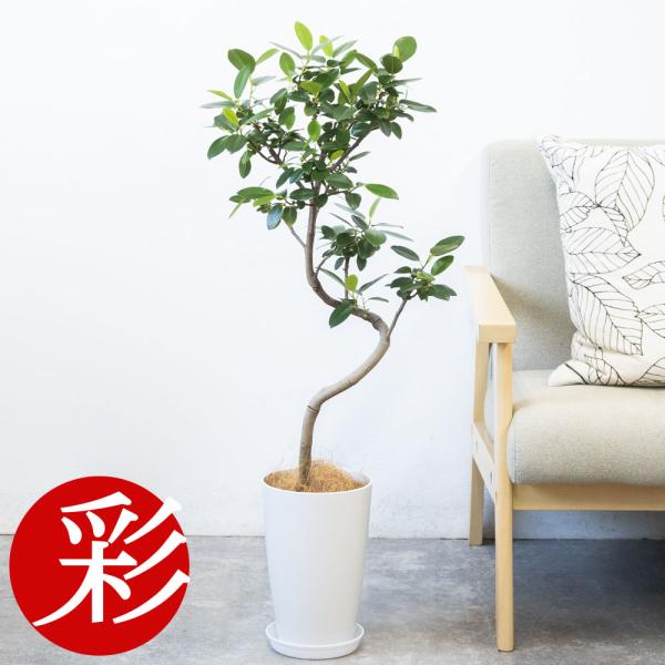 ★☆★☆ご購入前に「配送・送料について」のご案内画像を必ずご確認くださいませ☆★☆★★☆★☆立札・メッセージカードご希望のお客様へ☆★☆★「商品説明」または「商品情報をもっと見る」内に記入見本へのリンクがございます。[ラッピング無料][メッ...