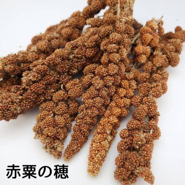 ■商品情報赤粟の穂■原産国中国■内容量200g■保存方法保存料不使用のため、開封後は密封して直射日光、高温多湿を避け冷所(15度以下推奨)で保存してください■ご注意飼料用の商品ですのでそれ以外のご使用はおやめください■製造者(株)サイトウー...