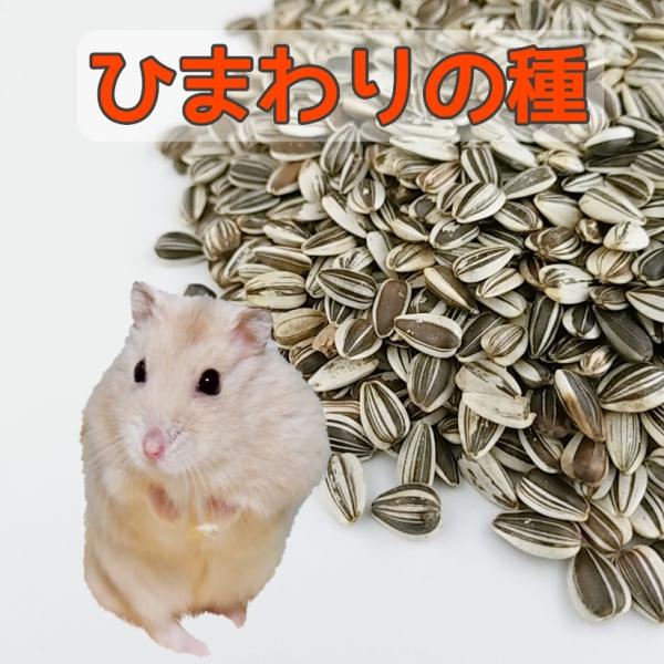 ＝＝卸売りから直接お客様へ一直線に＝＝製造直売だからこそできるこの価格！！保存に便利なチャック袋入り！！簡易パッケージで低価格を追求！！ハンガリー産※仕入れロットにより実物とは色味,形が異なる場合が御座いますサンフラワーシード　インコおやつ...