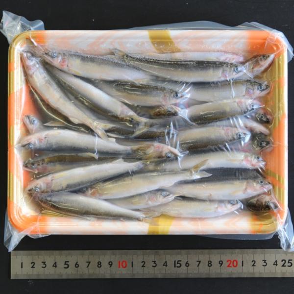 《商品説明》冬から春にかけて山からの雪解け水のミネラル（栄養）たくさん食べた鮎を、昔からの漁で 生きたまま漁港で〆ることにより、魚の鮮度は抜群です。お腹がほろ苦く、淡泊な身が詰まった、鮎本来の旨みが味わえます。こぶりで柔らかい小鮎は鱗もあた...