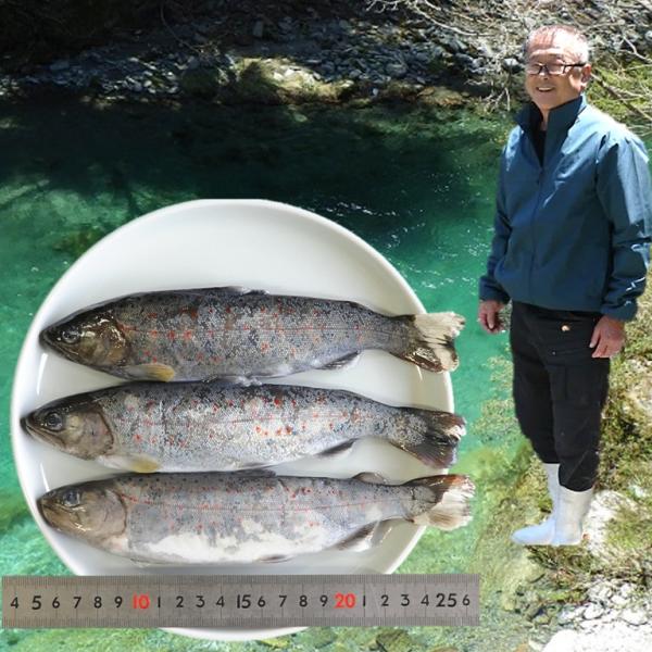 《商品説明》（水質がとても大切）奇跡の清流と呼ばれる仁淀川は、国土交通省「水質が最も良好な河川」で2025年も水質最良を記録しました。（養魚場の立地）片岡養魚場のある中津明神山は仁淀川の水源地のひとつ、標高1541ｍの独立峰です。養殖池は標...