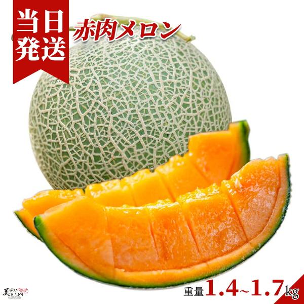【野菜ソムリエ推奨】SAKURAグループの商品は、市場で基準を満たしたものをフルーツのスペシャリストでもある野菜ソムリエがさらに厳選しております。高品質で平均糖度以上のものだけをお客様に自信をもってお届けいたします。【特徴】濃厚な甘みとジュ...