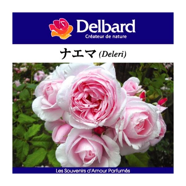 【発売日：2026年12月08日】【商品説明、メーカー発表説明】■サイズ：6号鉢(大苗)・写真は生育イメージです■シリーズ：スヴニール・ダムール■花色：ソフトピンク※季節、気温、環境によって色が異なる場合がございます■花期：四季咲き■樹高、...