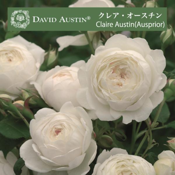 【商品説明メーカー発表説明】■サイズ：7号鉢(大苗)・写真は生育イメージです■シリーズ：Potted English Roses■花色：クリーミーホワイト※季節、気温、環境によって色が異なります■花形：八重/多弁■強健性：強い■香り：強い■...