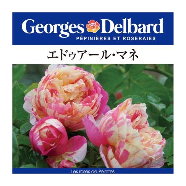 【発売日：2026年10月01日】■時期によって、剪定後の苗となる場合がございます【商品説明、メーカー発表説明】■サイズ：6号鉢(開花苗、大苗)・写真は生育イメージです■シリーズ：ペインターシリーズ■花色：淡い黄色とピンクの絞り※季節、気温...
