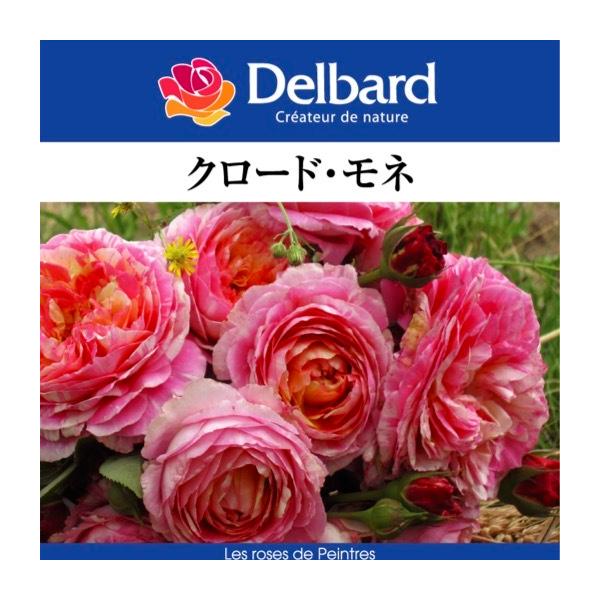 【発売日：2026年05月19日】■時期によって、剪定後の苗となる場合がございます【商品説明、メーカー発表説明】■サイズ：6号鉢(開花苗、大苗)・写真は生育イメージです■シリーズ：ペインターシリーズ■花色：黄・ピンク絞り※季節、気温、環境に...
