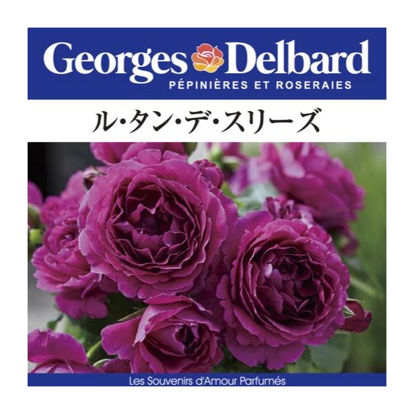 【発売日：2026年04月15日】【商品説明、メーカー発表説明】■サイズ：新苗4号鉢(4寸)・写真は生育イメージです■シリーズ：スヴニール・ダムール■花色：赤紫〜赤※季節、気温、環境によって色が異なる場合がございます■花期：四季咲き■樹高、...