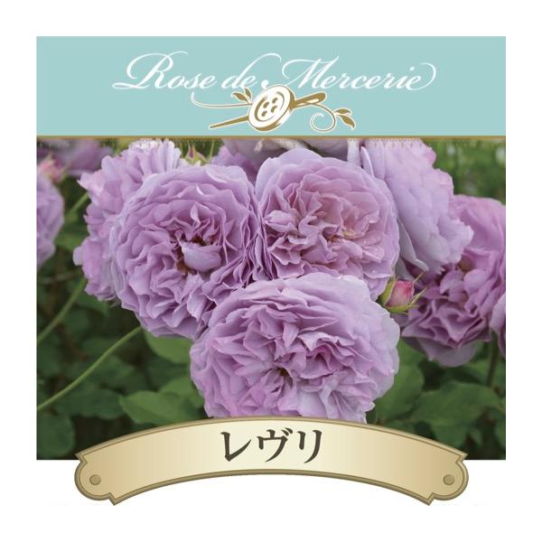 【発売日：2026年04月15日】【商品説明、メーカー発表説明】■サイズ：新苗4号鉢(4寸)・写真は生育イメージです■花色：藤色※季節、気温、環境によって色が異なる場合がございます■花期：四季咲き■樹高、幅、樹形：約0.6m〜0.8m、FL...