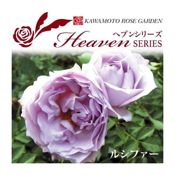 【発売日：2026年06月18日】【商品説明、メーカー発表説明】■サイズ：新苗4号鉢(4寸)・写真は生育イメージです■シリーズ：ヘブンシリーズ■花色：パールバイオレット※季節、気温、環境によって色が異なる場合がございます■花期：四季咲き■樹...