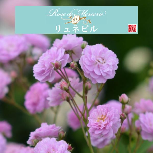 【発売日：2026年04月15日】【商品説明、メーカー発表説明】■サイズ：新苗4号鉢(4寸)・写真は生育イメージです■花色：ラベンダーピンク■樹形：ポリアンサ■花径：小輪■花形：ポンポン咲き■花期：四季咲き■樹高：40cｍ〜50cm■香り：...