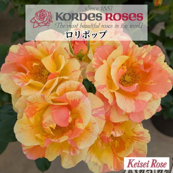【発売日：2027年05月13日】【商品説明、メーカー発表説明】独：コルデス：2023年■サイズ：新苗4号鉢(4寸)・写真は生育イメージです■花色：オレンジ・黄色の絞り※季節、気温、環境によって色が異なる場合がございます■花弁数：10〜20...