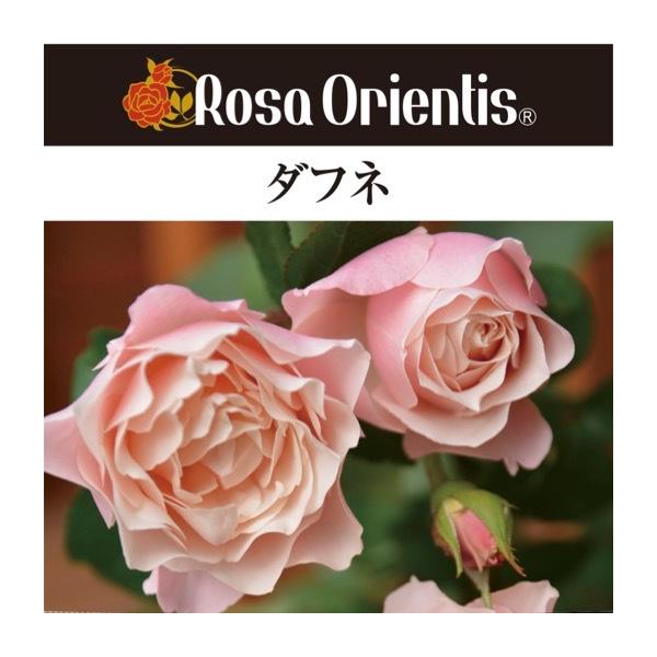 【発売日：2026年04月15日】【商品説明、メーカー発表説明】■サイズ：新苗4号鉢(4寸)・写真は生育イメージです■花色：サーモンピンク※季節、気温、環境によって色が異なる場合がございます■花期：四季咲き■樹高、幅、樹形：約1.6m、シュ...