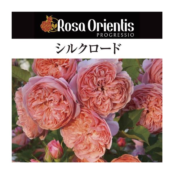 【発売日：2026年04月20日】■時期によって、剪定後の苗となる場合がございます【商品説明、メーカー発表説明】■サイズ：6号鉢(開花苗、大苗)・写真は生育イメージです■花色：オレンジ※季節、気温、環境によって色が異なる場合がございます■花...