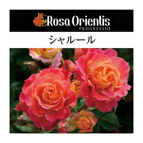 【発売日：2026年04月20日】■時期によって、剪定後の苗となる場合がございます【商品説明、メーカー発表説明】■サイズ：6号鉢(開花苗、大苗)・写真は生育イメージです■花色：黄色〜オレンジ、ピンク、ローズ赤※季節、気温、環境によって色が異...