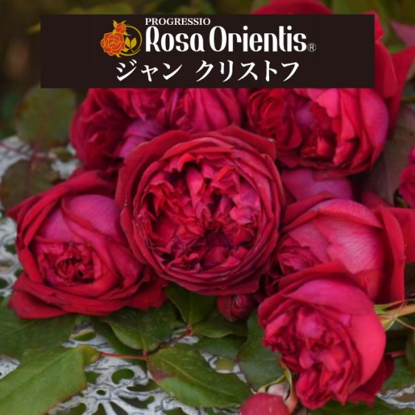 【発売日：2026年06月23日】【商品説明、メーカー発表説明】■サイズ：6号鉢(開花苗、大苗)・写真は生育イメージです【花　色】赤色【花　形】ロマンチック系、ロゼット咲き【花　径】中輪【香　り】中香【香　質】ダマスクにフルーツ【開　花】四...
