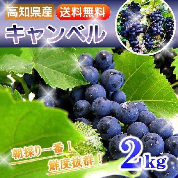 ブドウの配送についてのお願い ブドウは衝撃や振動に弱い果実ですので１粒も脱粒、枝から実が落ちることなくお届けする事はお約束できません。ブドウもコストギリギリで お届けしております。 自然の果実ですし 房落ちや痛み等で保証はできません 如何な...