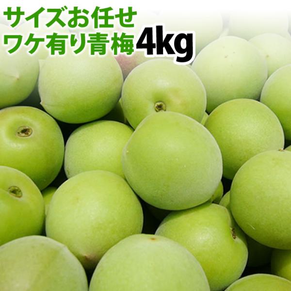 ■賞味期限　 　　　お早めにお使い下さいませ ■保存方法　　　　冷蔵保存　(白加賀：鶯宿：南高梅の３品種どれかで発送) 　　　　　　　　　 ■収穫後、ご注文順に発送となりますので、お届け日指定はお受けできません。出来る限り迅速に発送いたしま...