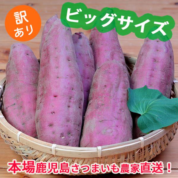 【発売日：2020年09月30日】お好きな種類が選べるビッグサイズのおいもが入ったビッグサイズパックです。セット商品は、マロンスイート１０kg・べにまさり１０kg・シルクスイート１０kgあるいは店長にお任せ１０kgのいずれか1種類をご選択い...