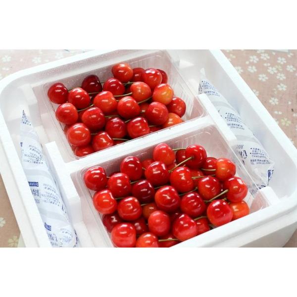 初夏の味覚さくらんぼ「紅秀峰」今年も6月中旬から出荷の時期です。愛情込めて栽培し一粒一粒丁寧に選別した佐藤錦。鮮度を落とさないためにも発砲スチロール箱に保冷剤入りで遠方のお客様に贈答として最適です。重量は１Kgですが梱包の関係でヤマト運輸8...