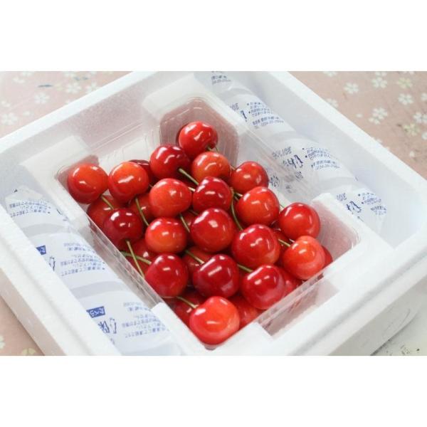 初夏の味覚さくらんぼ「紅秀峰」今年も6月中旬から出荷の時期です。愛情込めて栽培し一粒一粒丁寧に選別した佐藤錦。鮮度を落とさないためにも発砲スチロール箱に保冷剤入りで遠方のお客様に贈答として最適です。関東以南・北海道・関西・九州方面へはこちら...