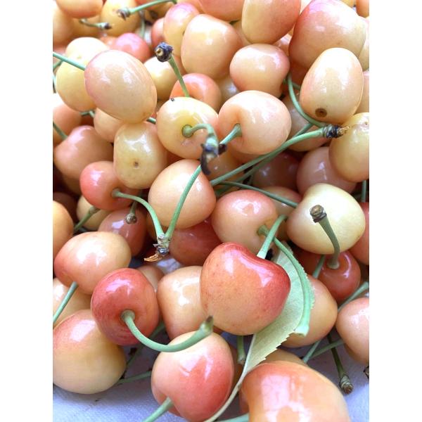 初夏の味覚として山形を代表するさくらんぼの加工用1Kgになります。5月末頃からの出荷になります。自家製のジャム・パイ、さくらんぼ酒・サワーの原材料用です。・着色不良・着色不良で双子果・Sサイズ・先端が黒い（ナポレオン等）輸送に耐えられない柔...