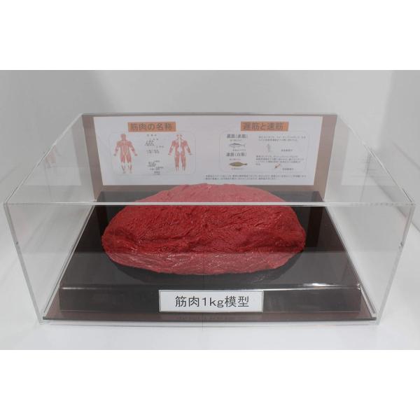 塩化ビニール製何グラムかひと目で分かる「重量表示カード」付きケースサイズ　幅340mm×奥232mm×高さ140mm筋肉模型サイズ　幅230mm×奥140mm×高さ50mm実物の重量に合わせて作った筋肉模型※一つ一つ手作りの為重量に多少の個...