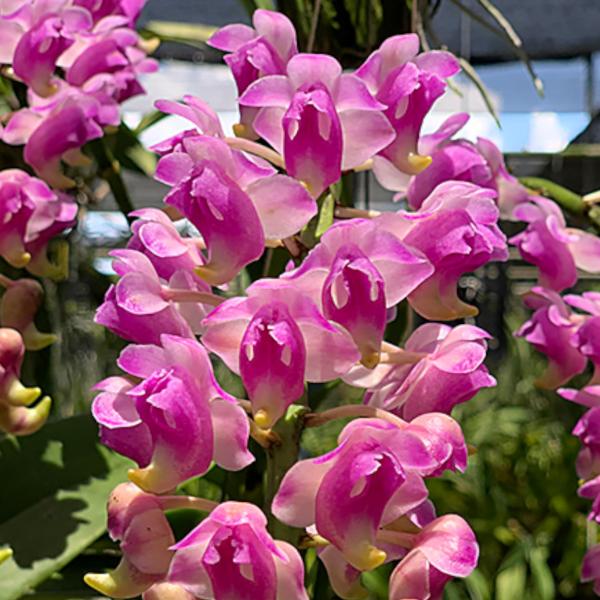 原産地　フィリピン  枝垂れの様にピンクの花が咲きます。（SOH-52）